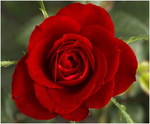 Interesting Facts About Long Stem Roses - Southside Blooms