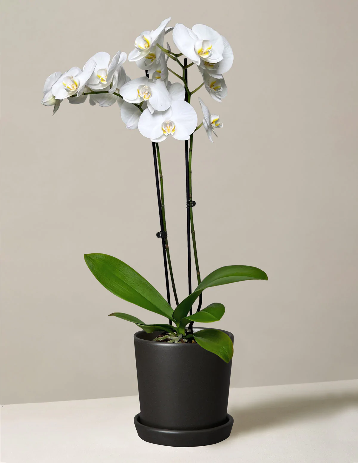 Orchid Flower Bouquets: A Guide to Elegant and Unique Floral Arrangements