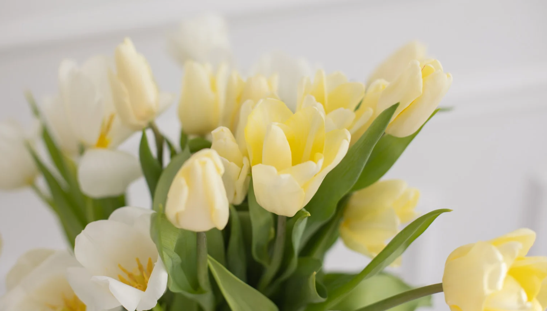 The Easter Lily: A Time-Honored Tradition - Southside Blooms