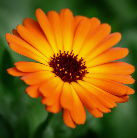 Blooming Green: A Floral Revolution for a Sustainable Future ...