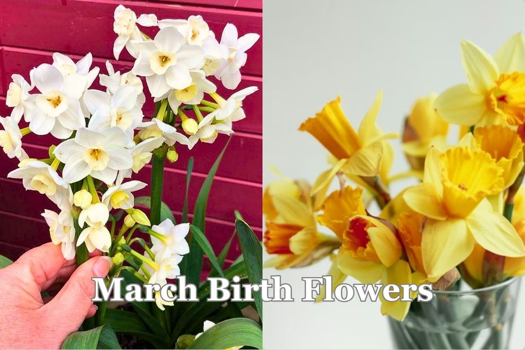 March Birth Flower: Daffodil & Jonquil Meaning Guide - Southside Blooms