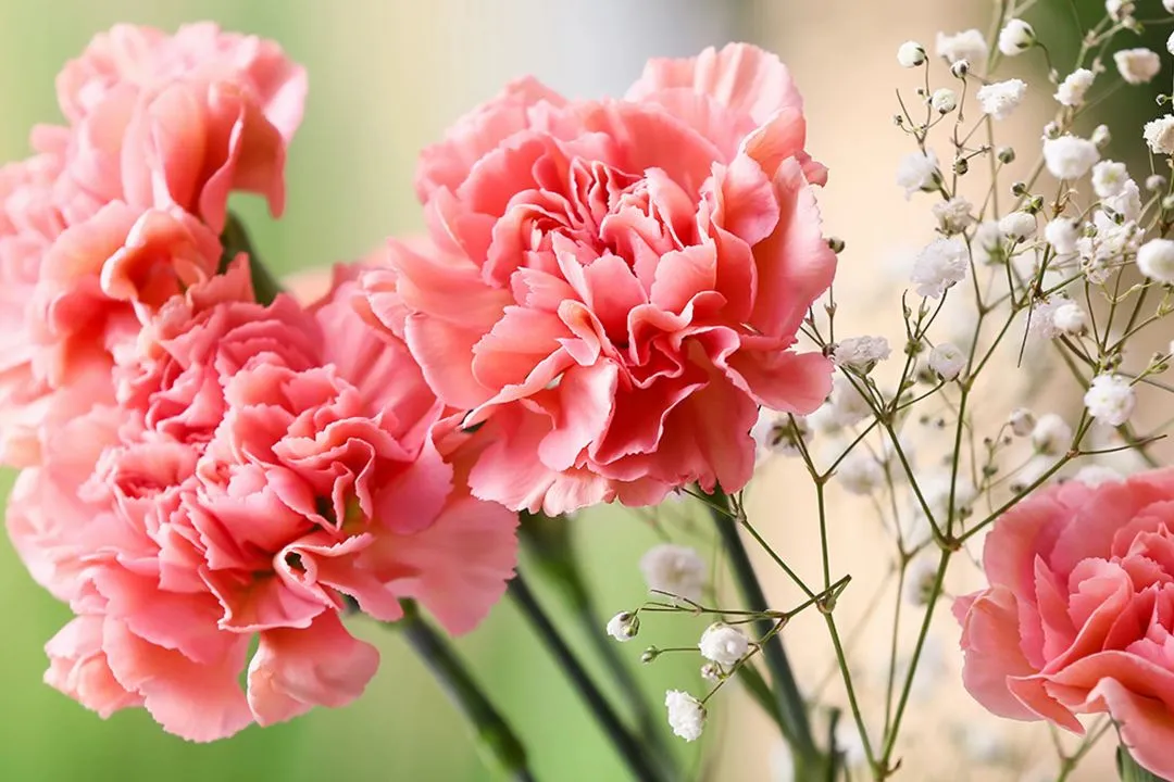 Carnation Meaning Explained: Colors, Symbolism, History & Uses