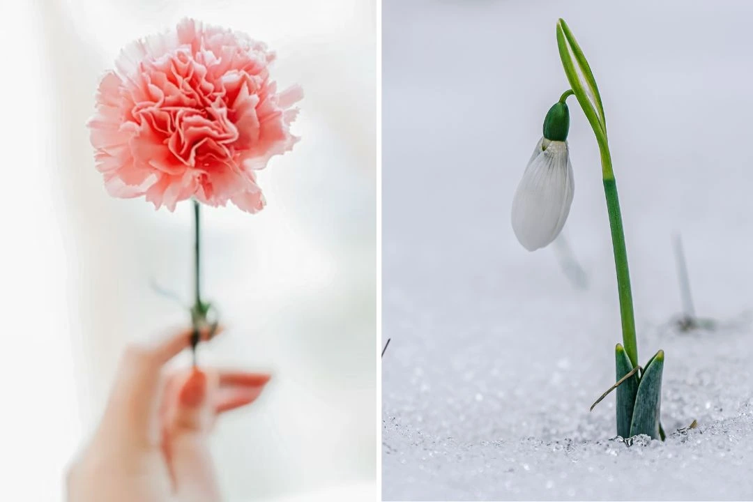 January Birth Flowers: Meanings, Symbolism & Care - Southside Blooms