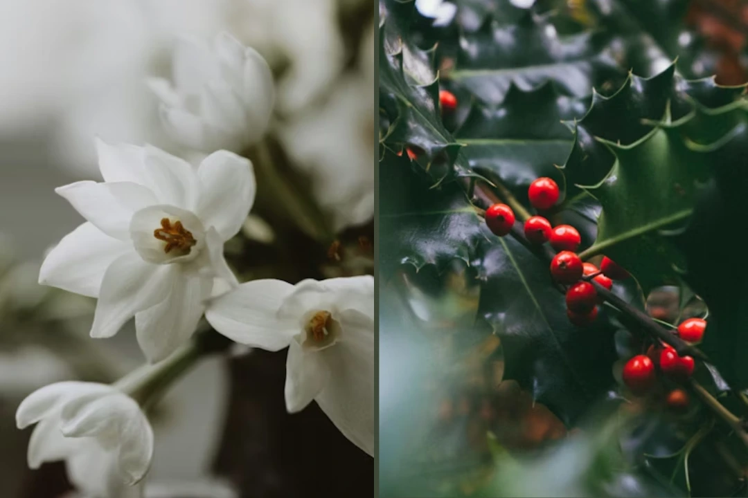 What Are December’s Birth Flowers? Meaning & Symbolism - Southside Blooms