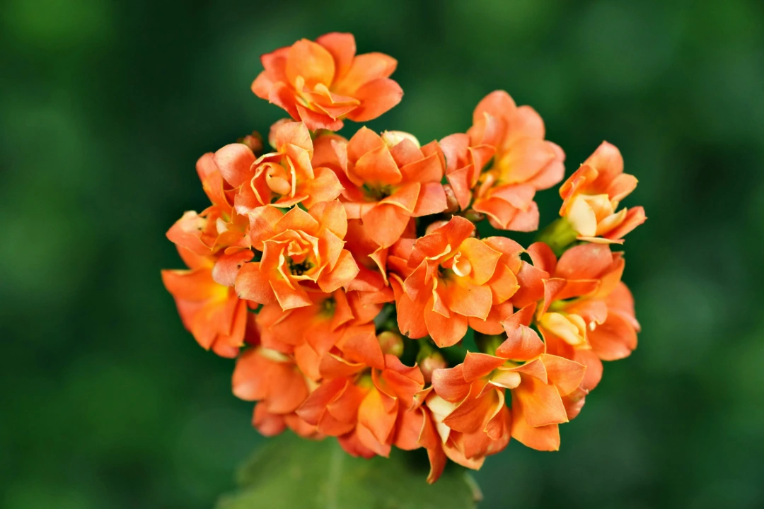 Orange Flowers: Names, Meaning & Growing Guide - Southside Blooms